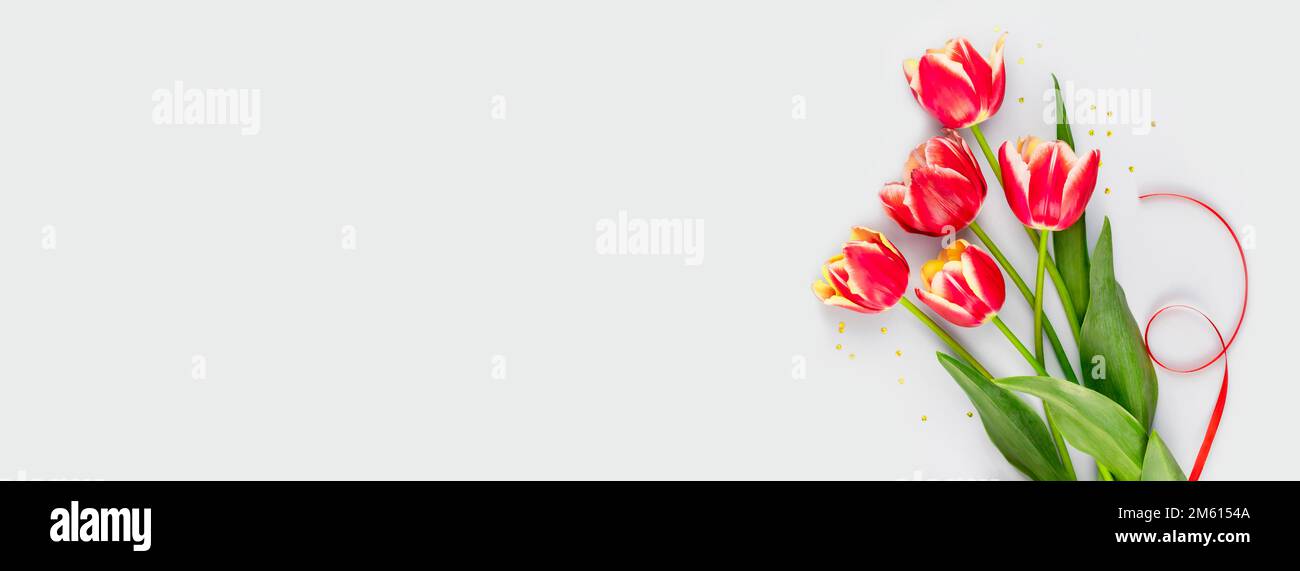 Holiday banner with red tulips. Spring flowers on blue background with ...