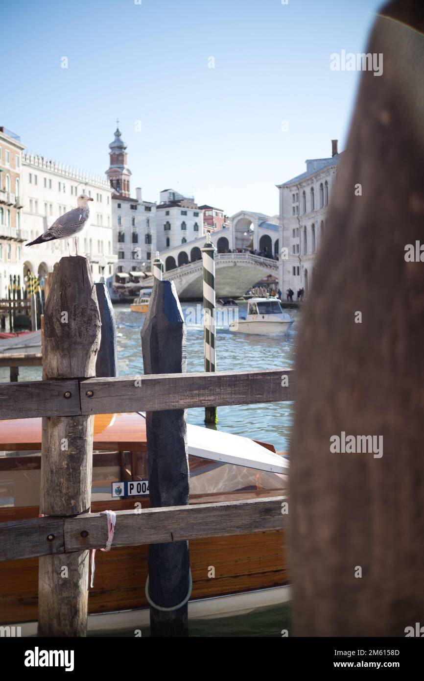 Seagull and the famous Rialto bridge in Venice Stock Photo - Alamy