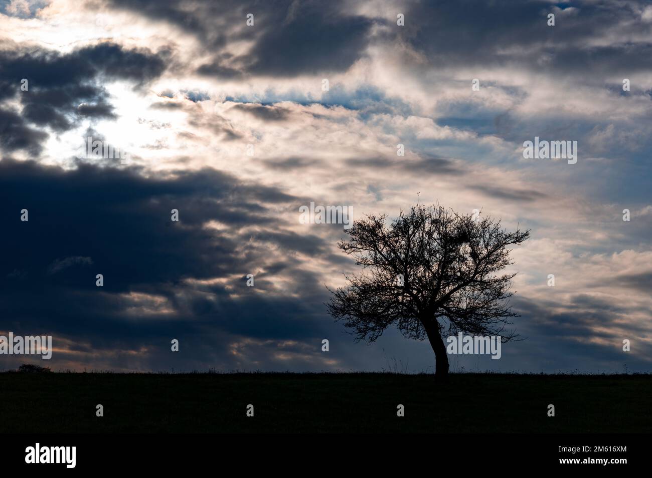 A tree under dark clouds with sun and grass Stock Photo - Alamy