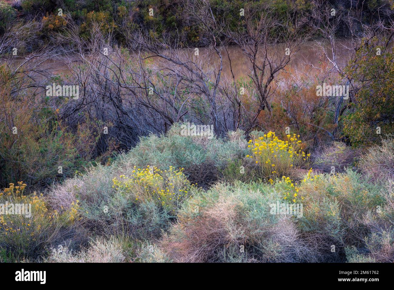 Diverse flora along the Colorado River near Moab, Utah Stock Photo - Alamy