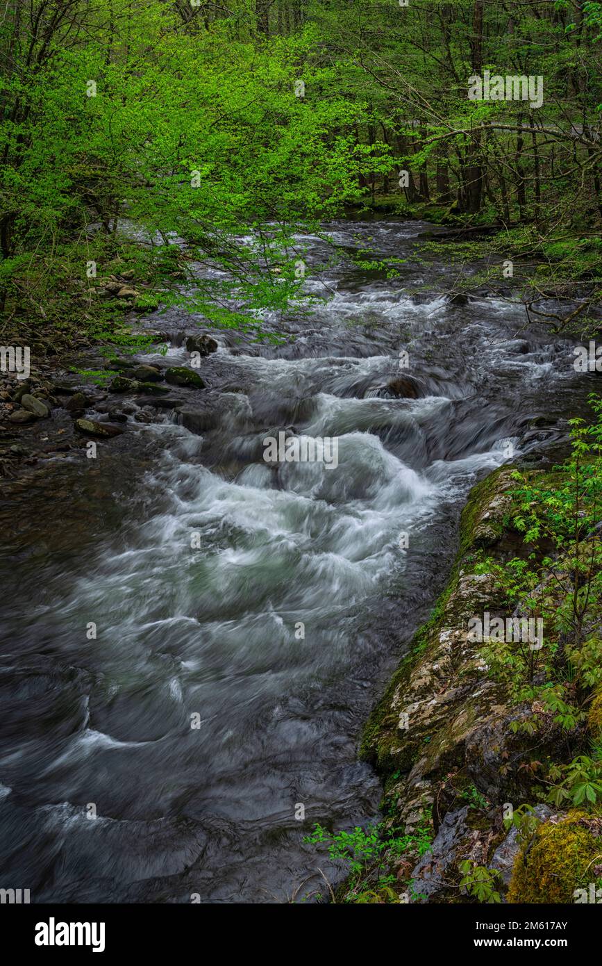 Springtime in the Tremont Section of Great Smoky Mountains National ...