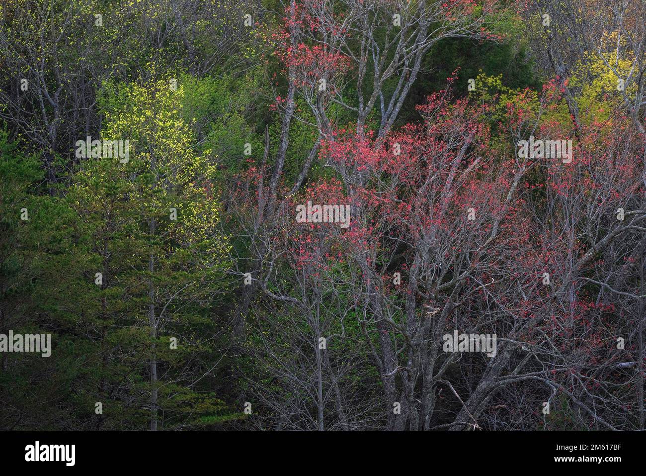 Spring in Great Smoky Mountains National Park in Tennessee Stock Photo ...