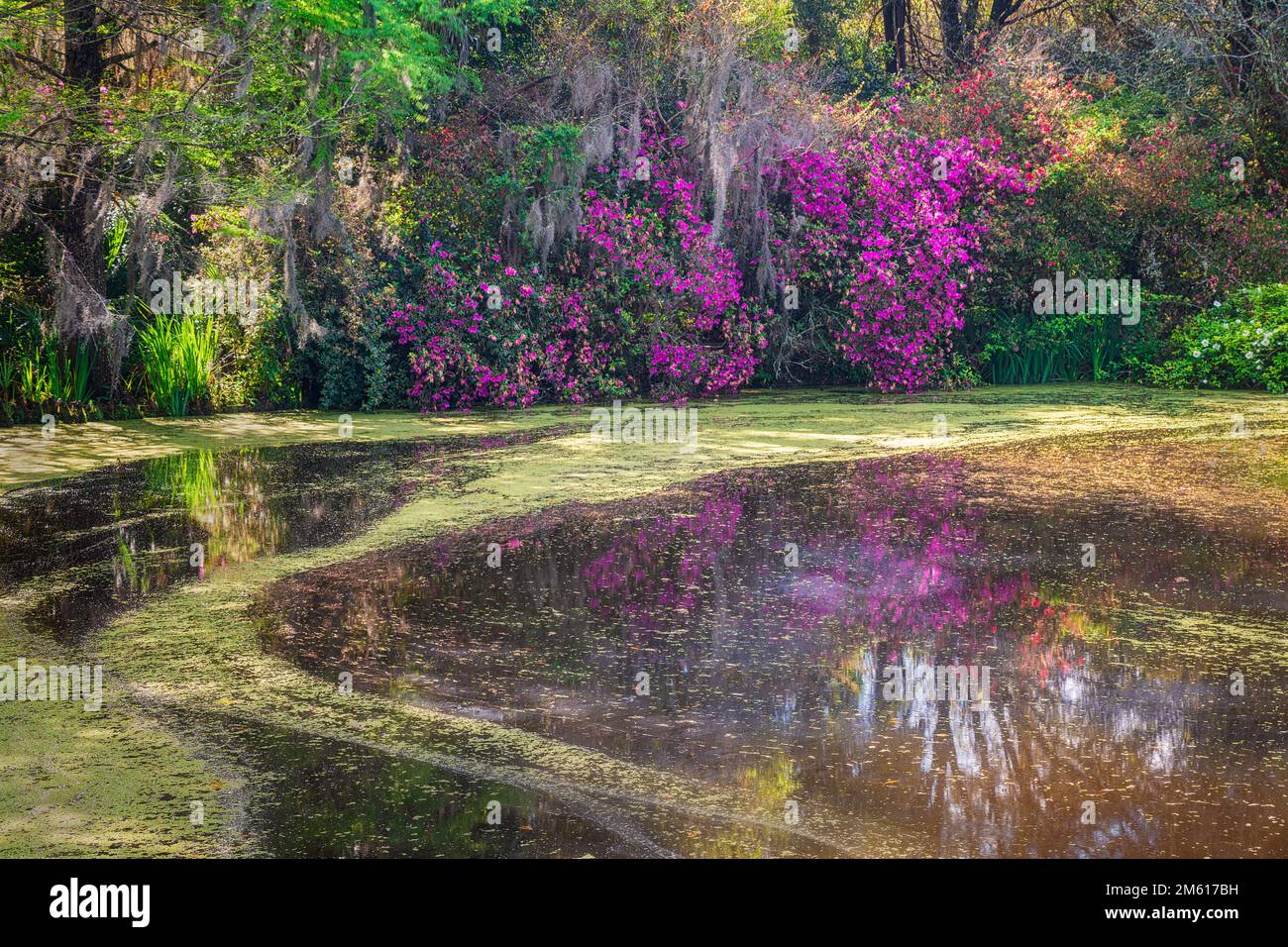 Spring color in Magnolia Plantation and Gardens in Charleston, South ...