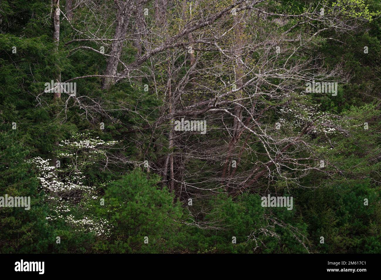 Spring in Great Smoky Mountains National Park in Tennessee Stock Photo ...