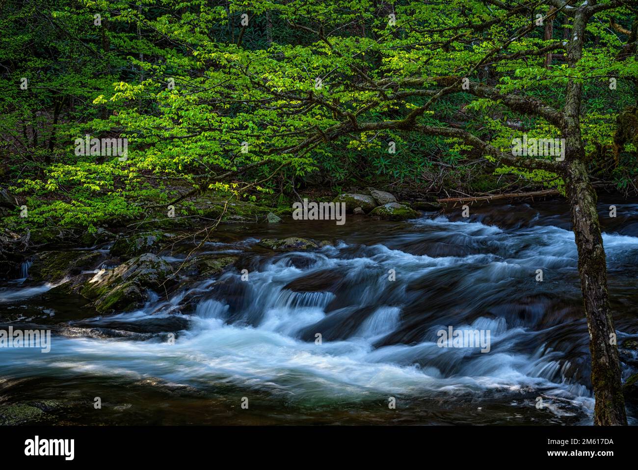 Springtime in the Tremont Section of Great Smoky Mountains National ...