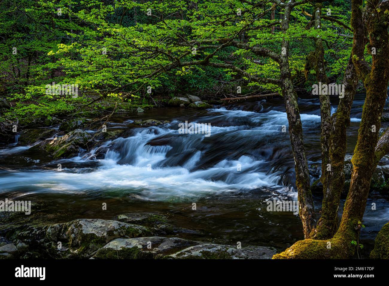Springtime in the Tremont Section of Great Smoky Mountains National ...