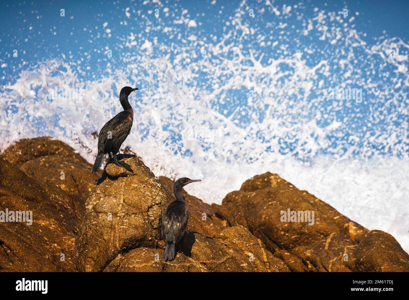 Brandt’s Cormorants sunning on the rocky coast of Monterey Bay in ...