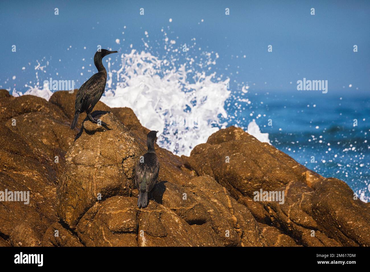 Brandt’s Cormorants sunning on the rocky coast of Monterey Bay in ...