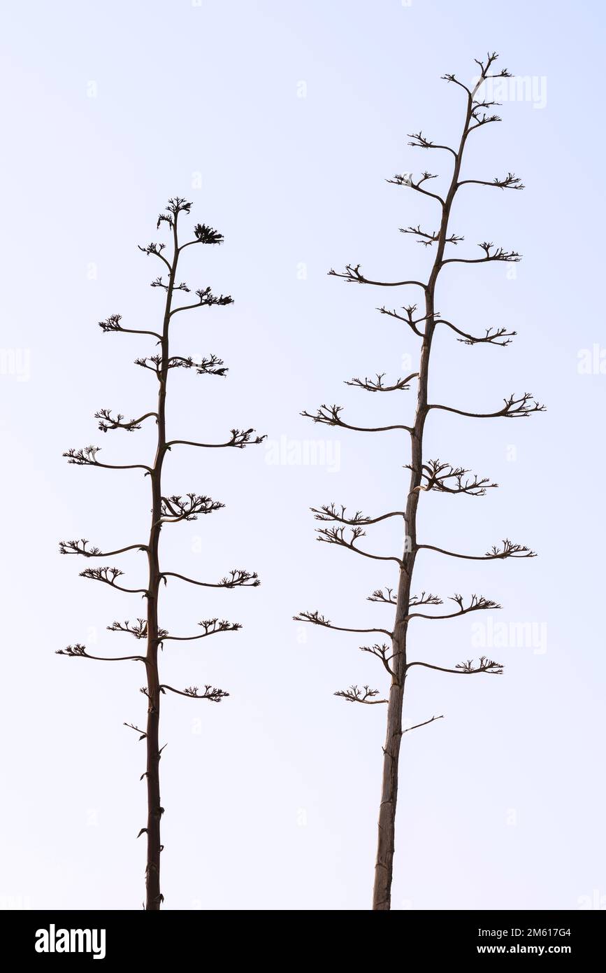 Two agave plants and clear sky Stock Photo - Alamy