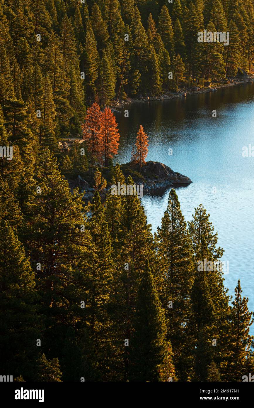Dying pines at Emerald Bay along the shore of Lake Tahoe, California ...
