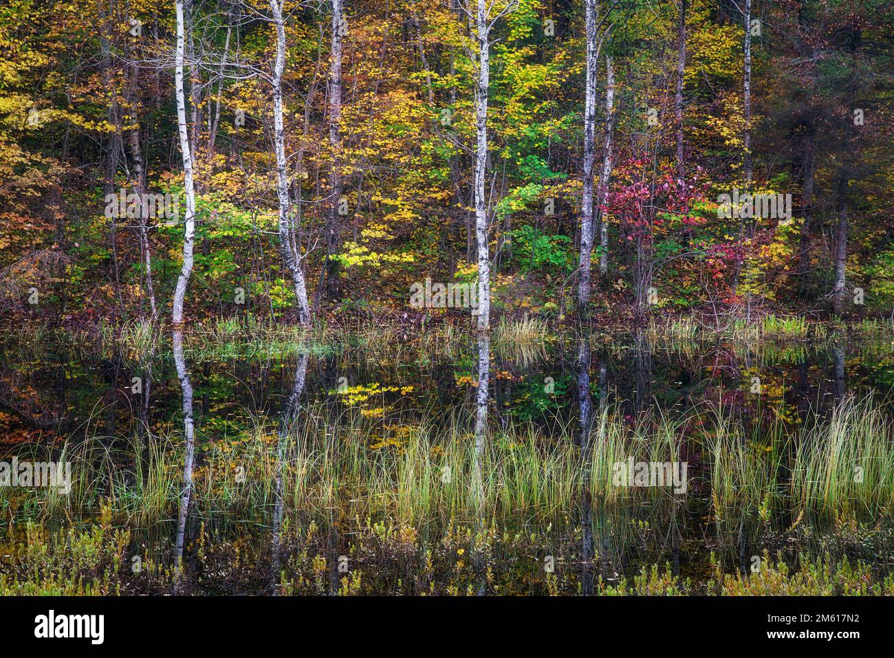 Colorful forest and pond in Hiawatha National Forest near Munising in ...