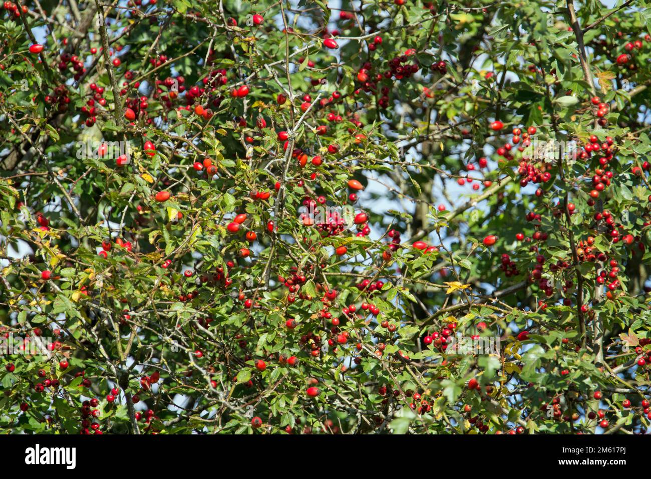 bright red fruit of the common hawthorn (Crataegus monogyna Stock Photo ...