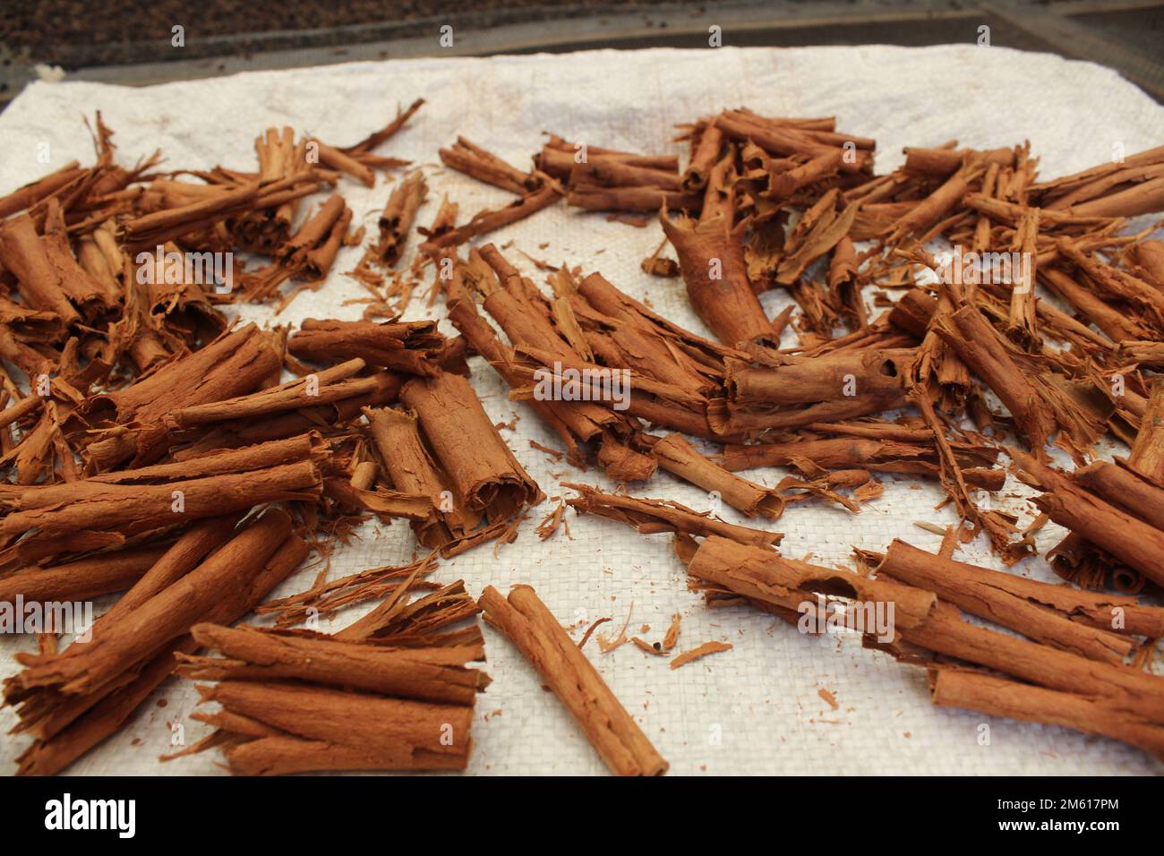 cinnamon raw and unprocessed on a drying table Stock Photo - Alamy
