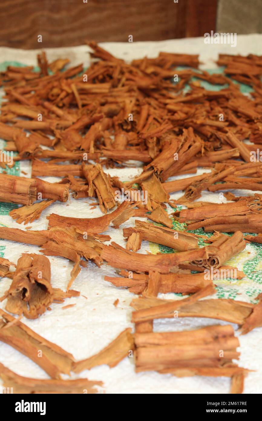 cinnamon raw and unprocessed on a drying table Stock Photo - Alamy
