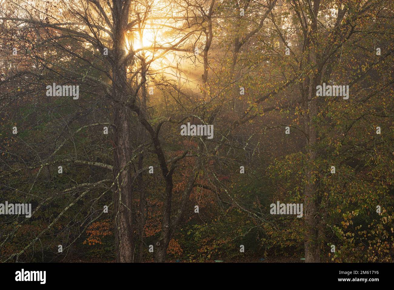 God rays shining through trees hi-res stock photography and images - Alamy