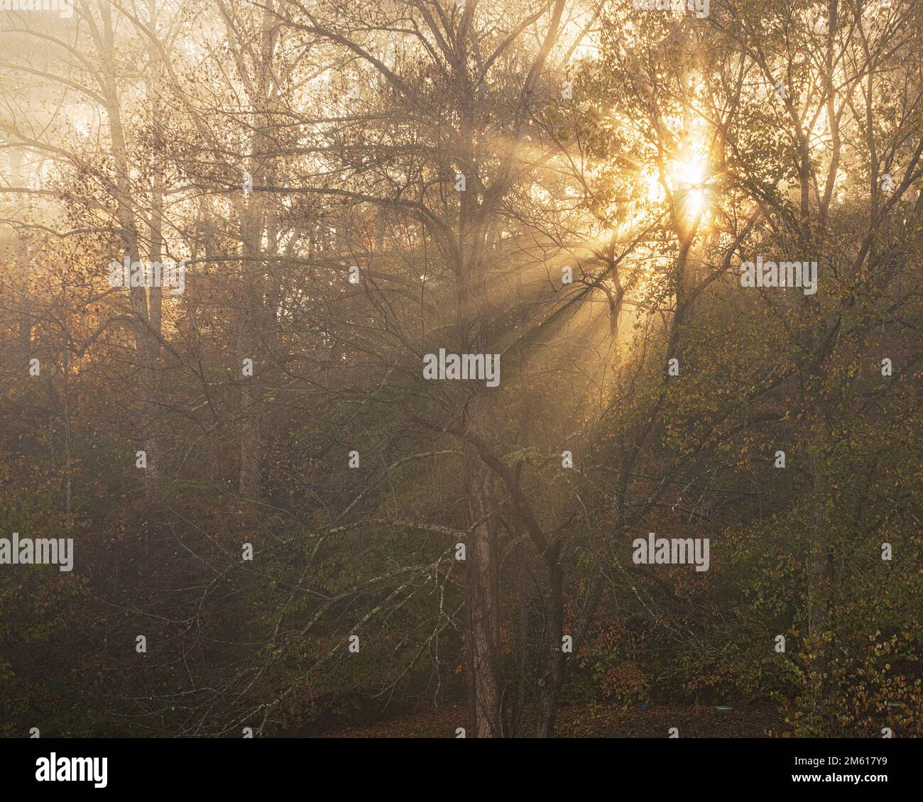 God rays shining through trees hi-res stock photography and images - Alamy