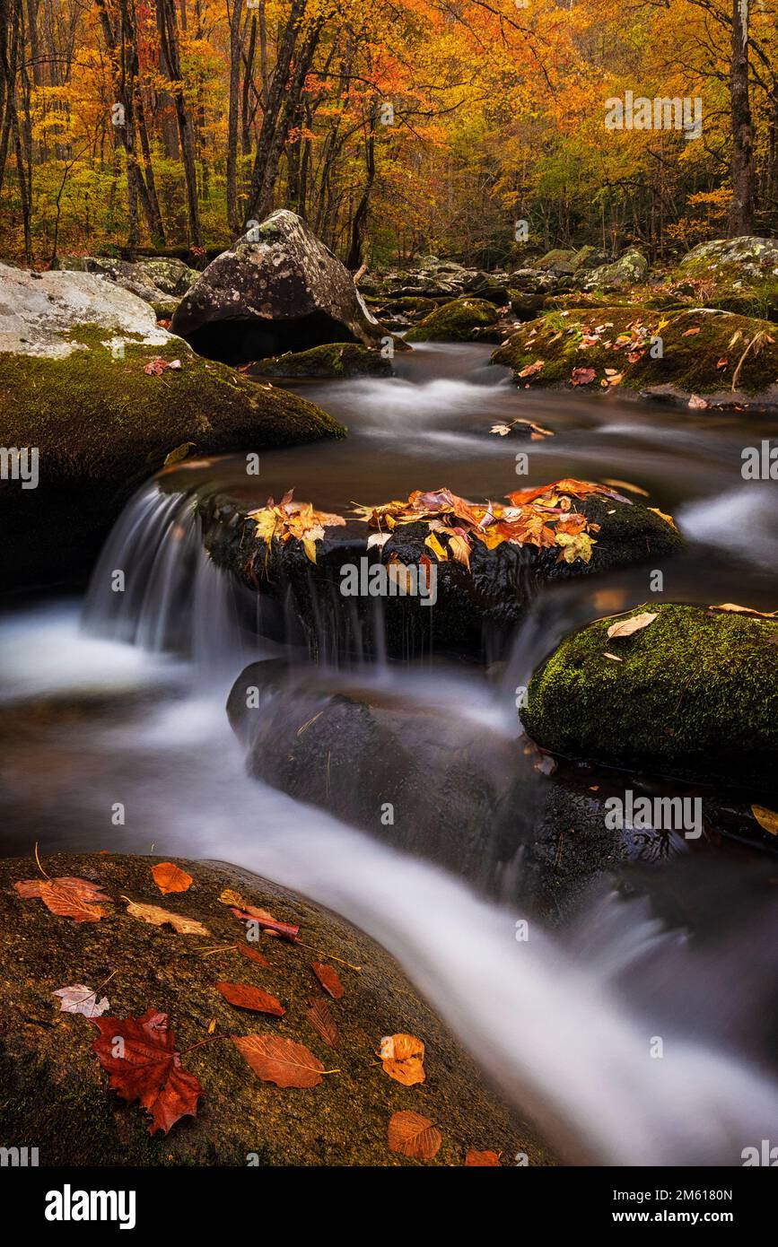 Autumn river scene in the Tremont Section of Great Smoky Mountain ...
