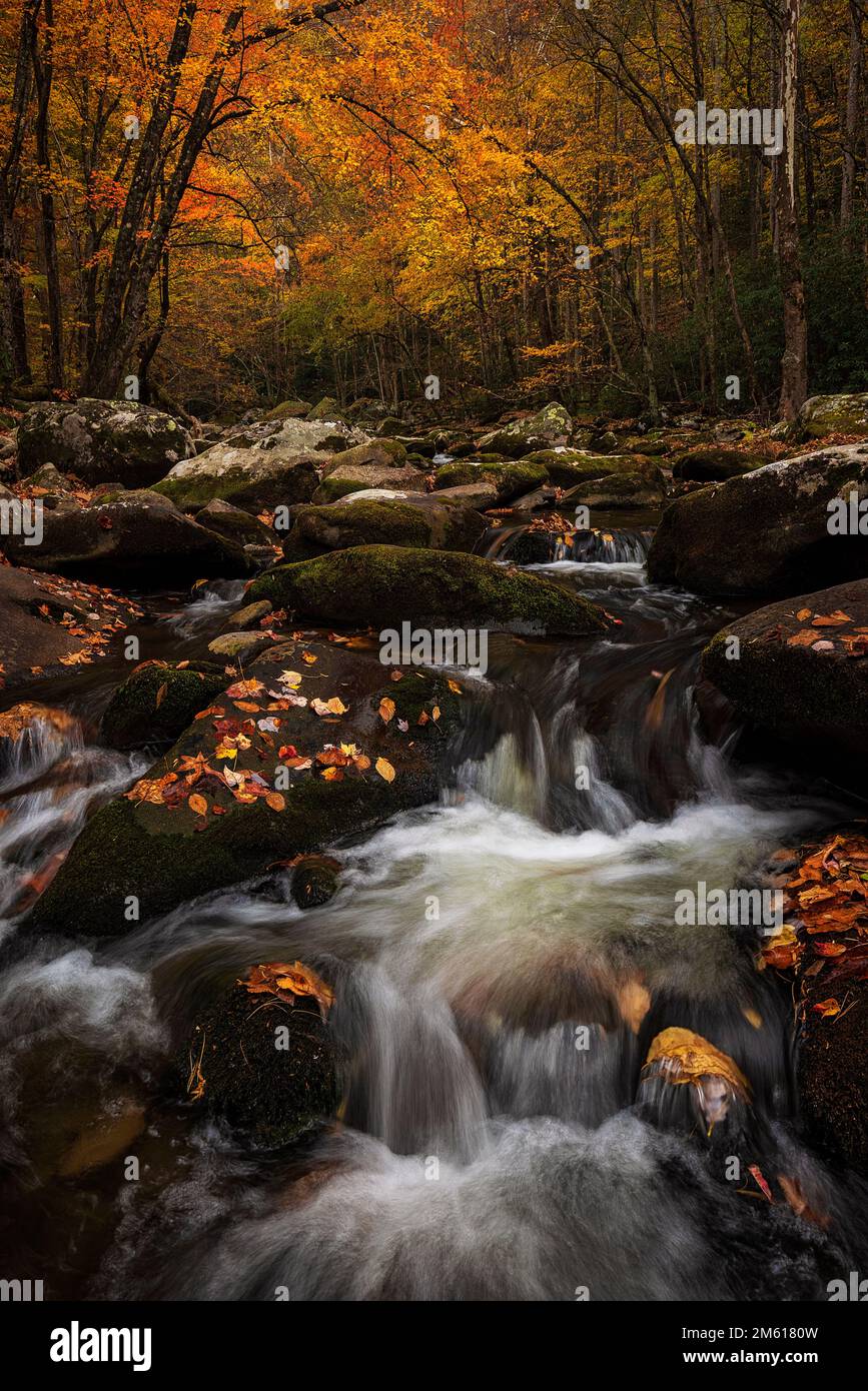 Autumn river scene in the Tremont Section of Great Smoky Mountain ...