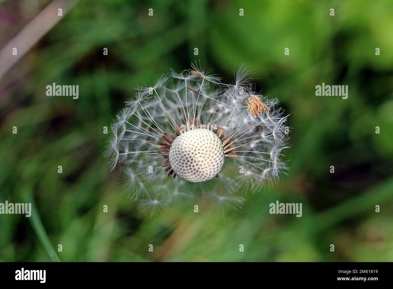 common Dandelion (Taraxacum officinale) flower seed head isolated on a ...
