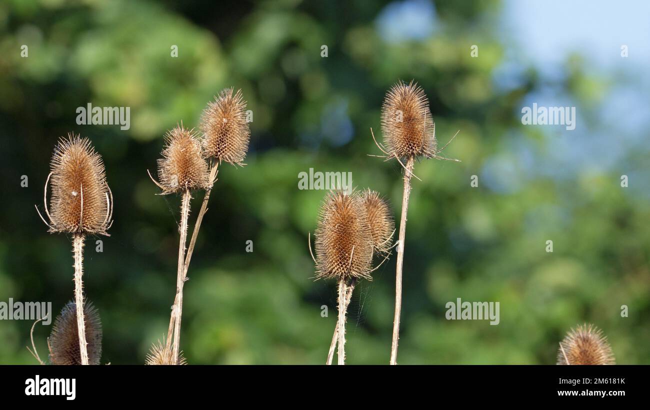 common teasel (Dipsacus fullonum) seed head isolated on a natural ...