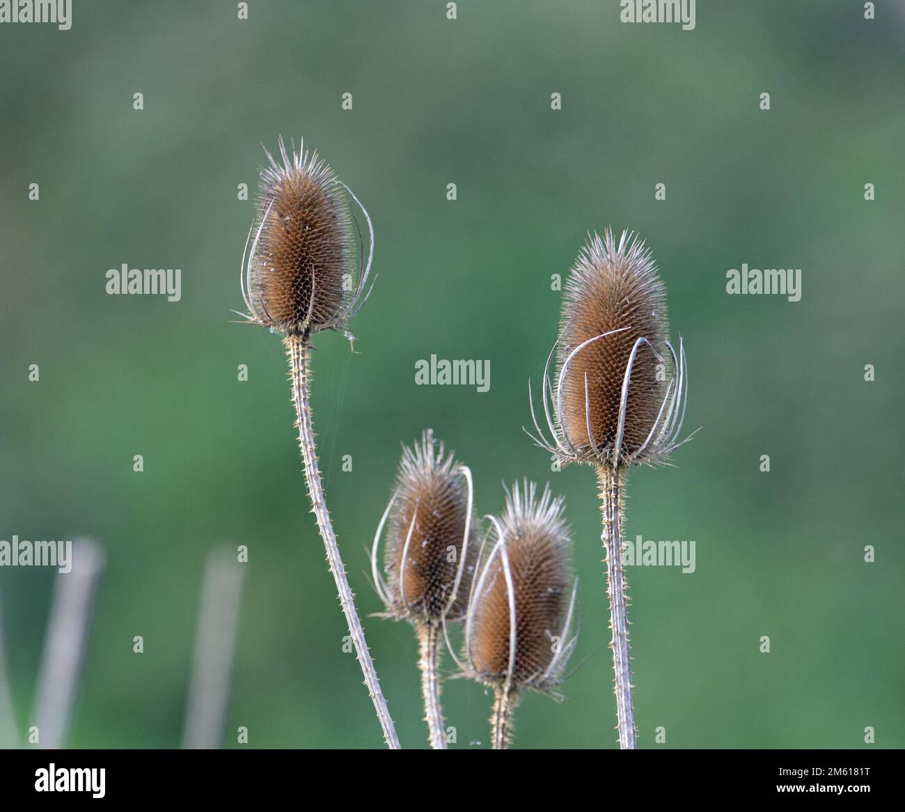 common teasel (Dipsacus fullonum) seed head isolated on a natural ...