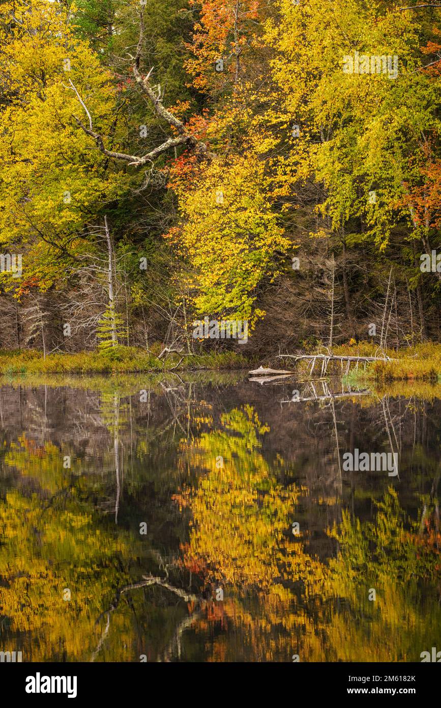 Vibrant autumn color at Council Lake in Hiawatha National Forest in the ...