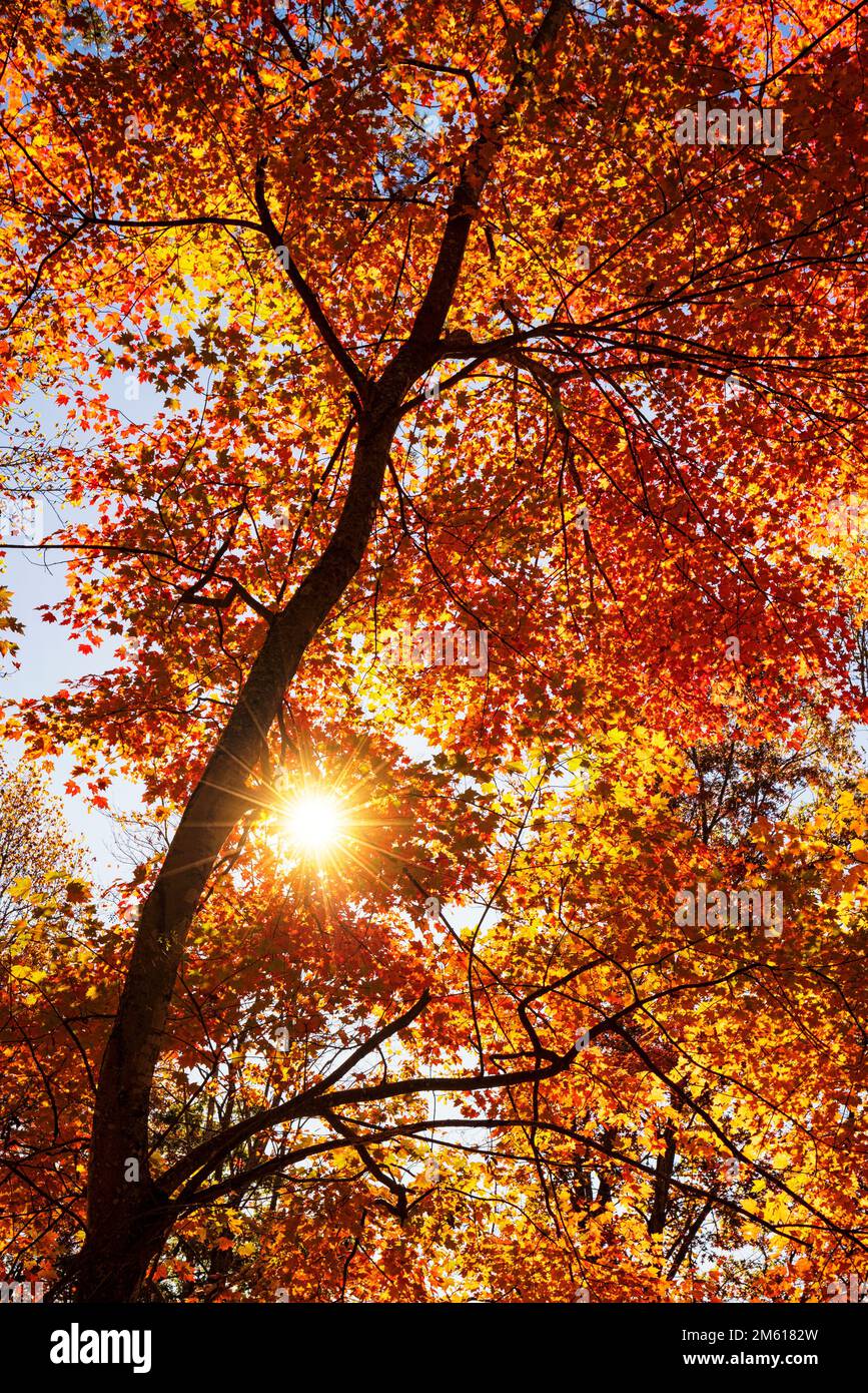 Vibrant autumn forest with sunburst in Great Smoky Mountain National ...