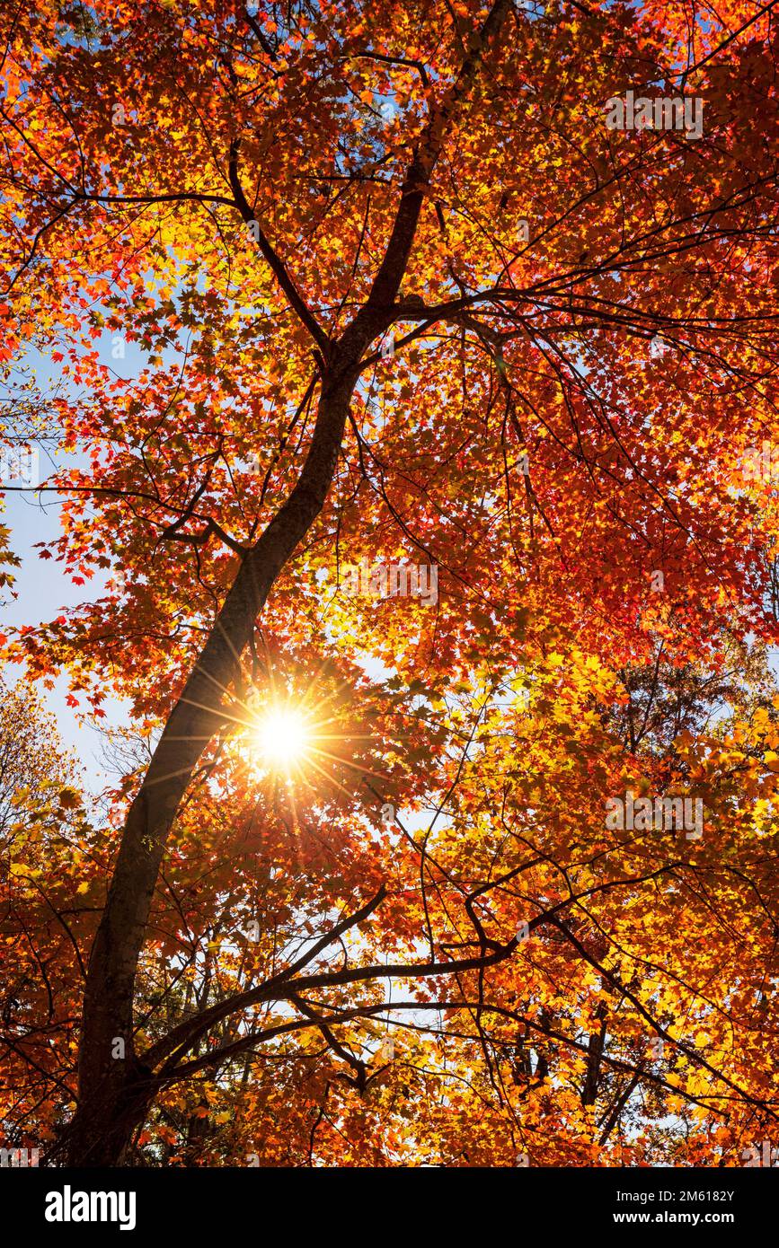 Vibrant autumn forest with sunburst in Great Smoky Mountain National ...