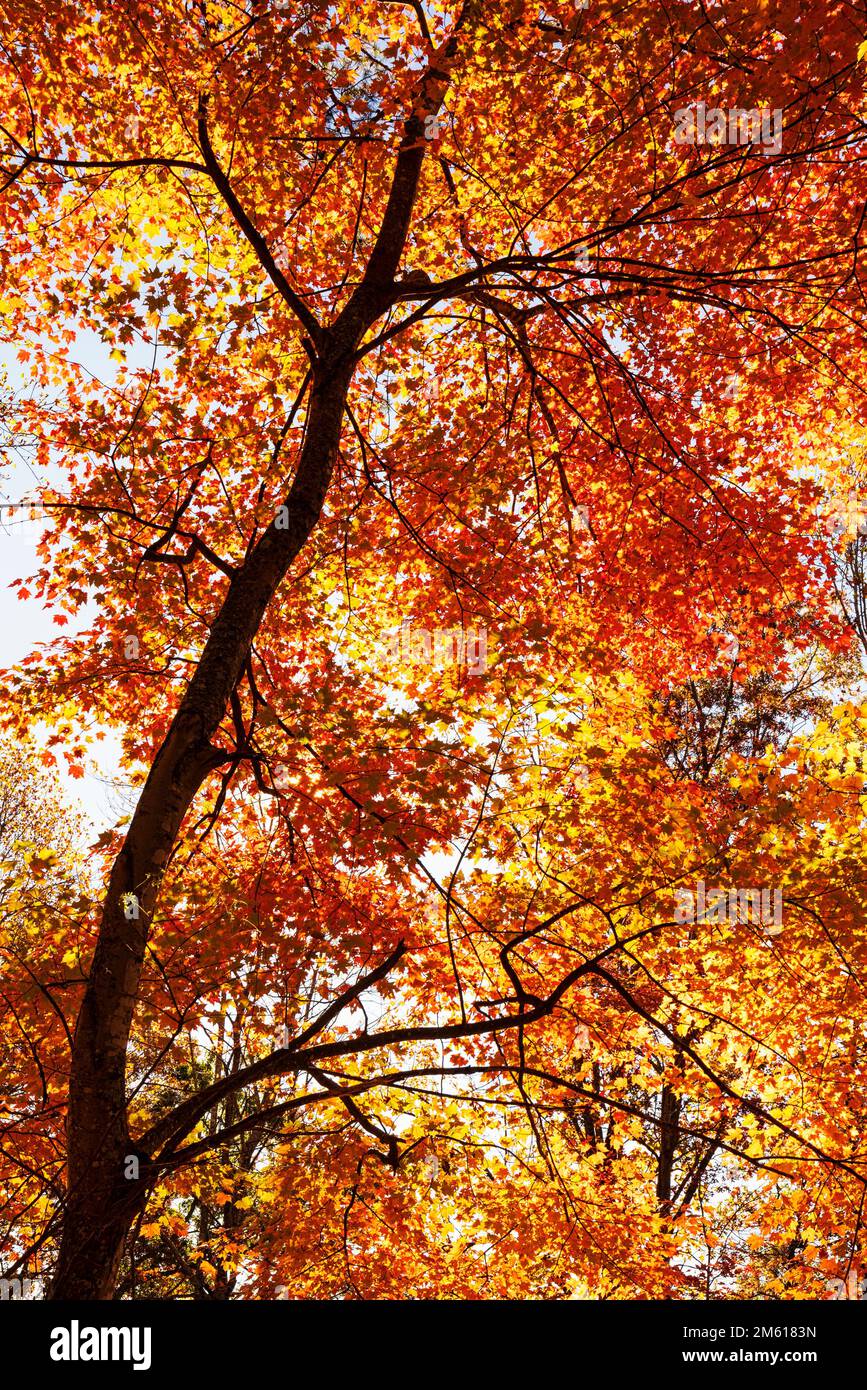 Vibrant autumn forest with sunburst in Great Smoky Mountain National ...