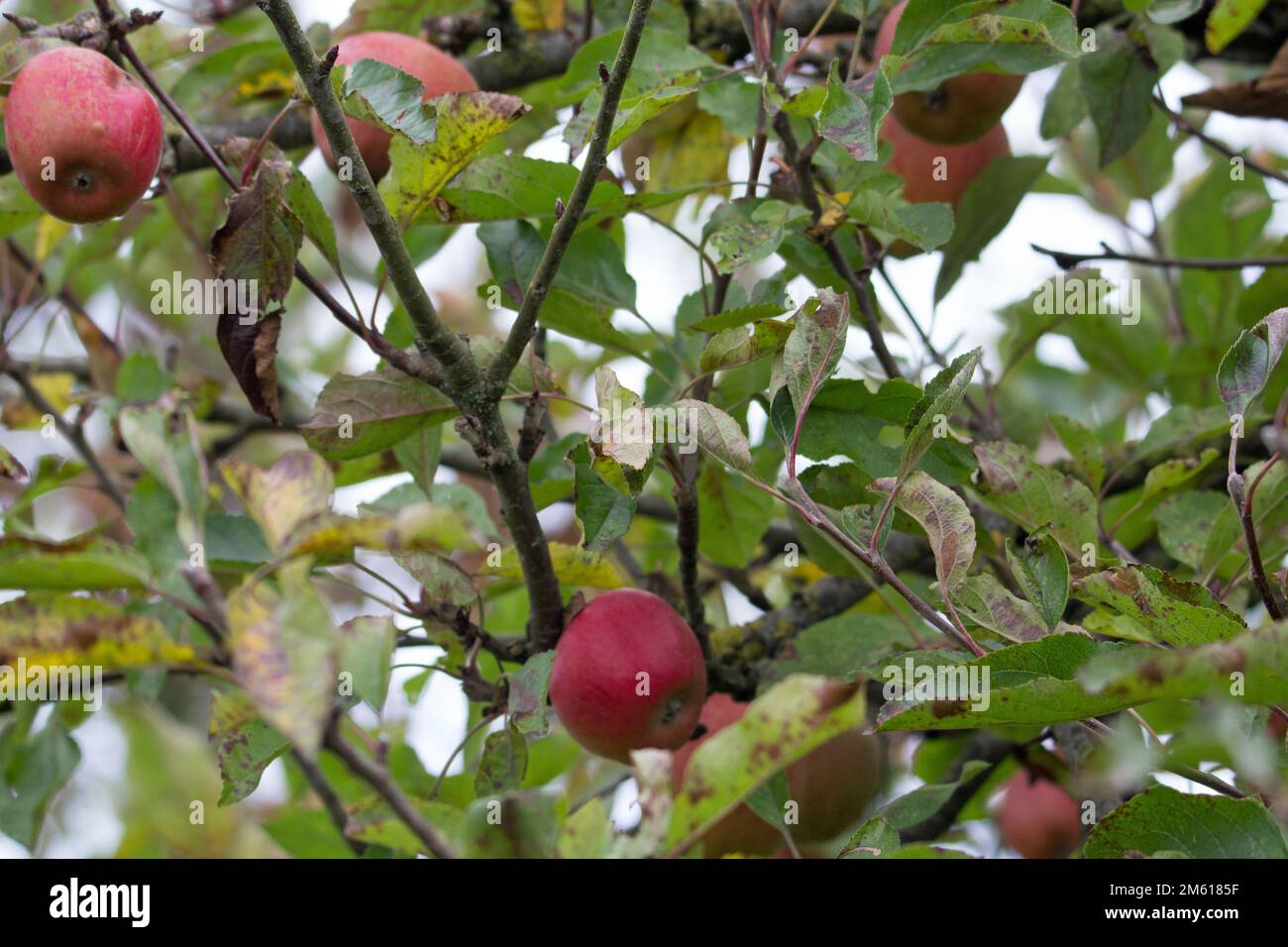 English cider apple tree with red fruit and green leaves Stock Photo ...