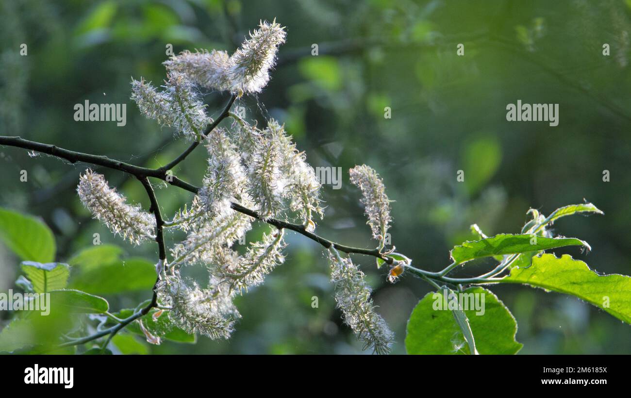 flowering Beech Tree branch with green leaves and back lit isolated on ...