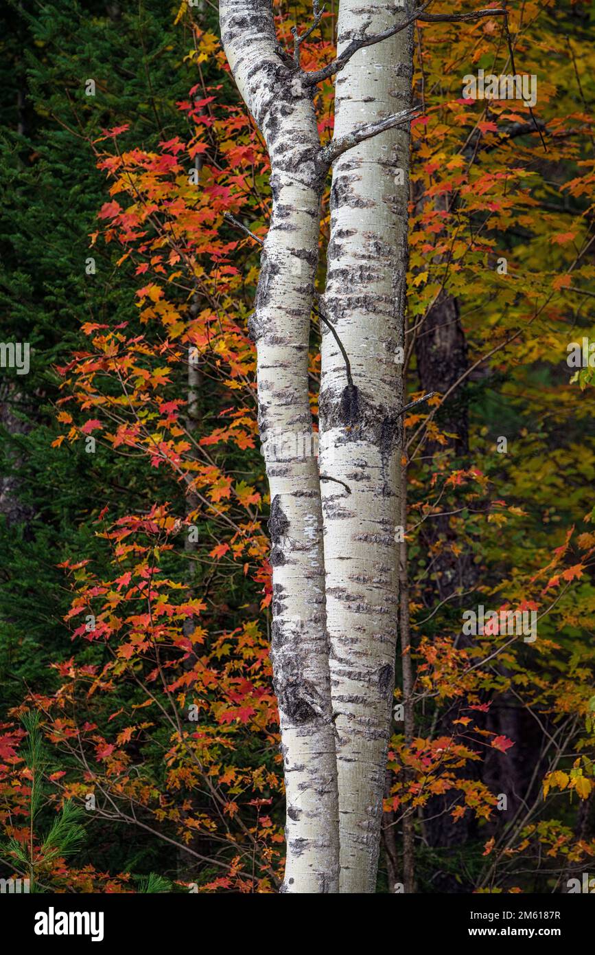 Colorful autumn forest in Hiawatha National Forest near Munising ...