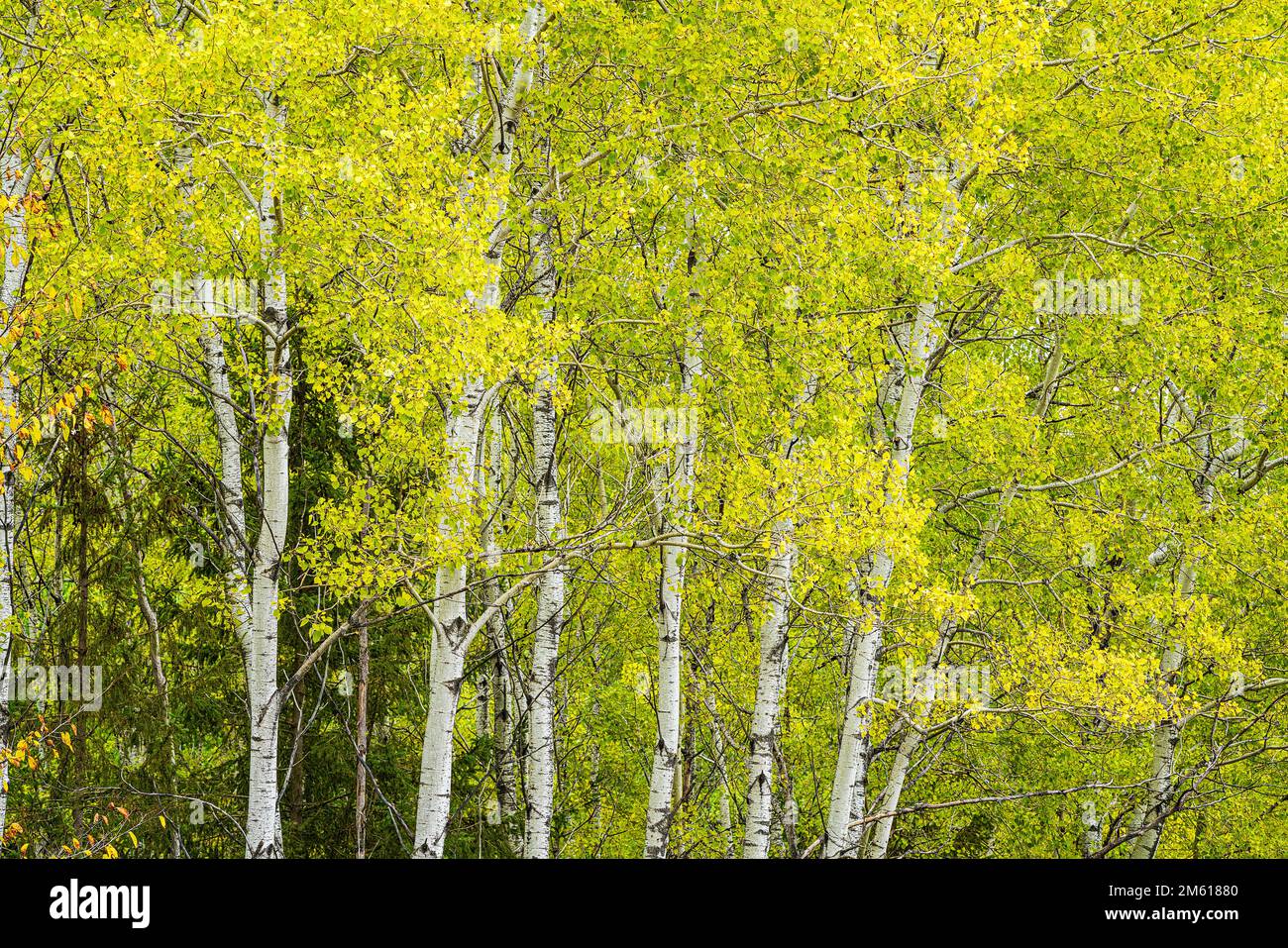Colorful autumn birch trees in Pictured Rocks National Lakeshore near ...