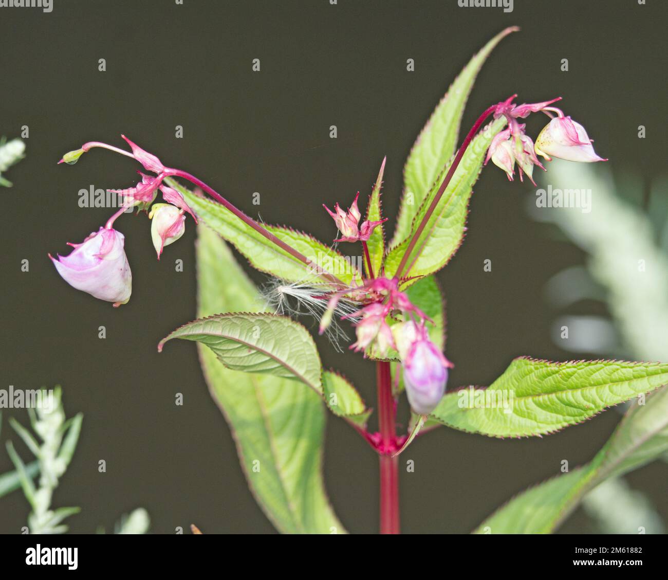 flowers and mature plants of Himalayan balsam (Impatiens glandulifera ...