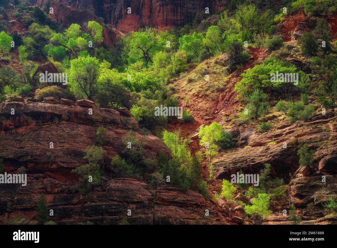 Verdant spring cottonwoods and reck rock cliff faces of Zion National ...