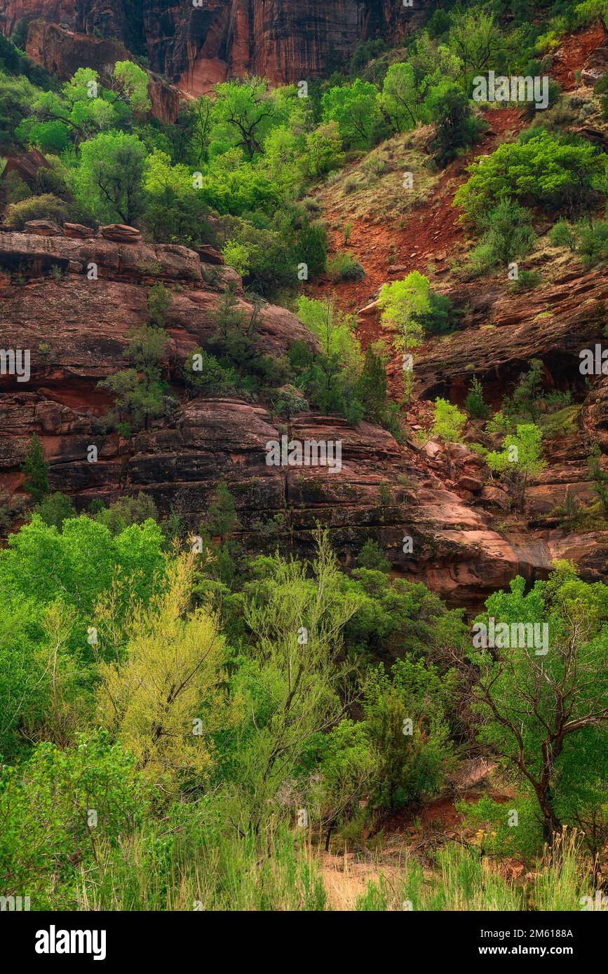 Populous aigeiros hi-res stock photography and images - Alamy