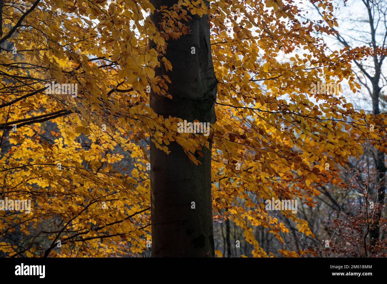 Golden autumn season a tree with golden leaves hi-res stock photography ...