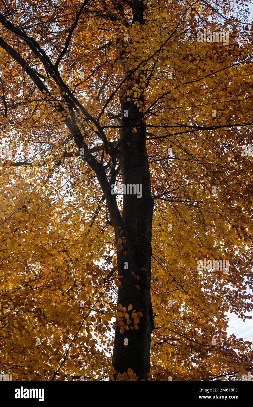 Golden autumn season a tree with golden leaves hi-res stock photography ...