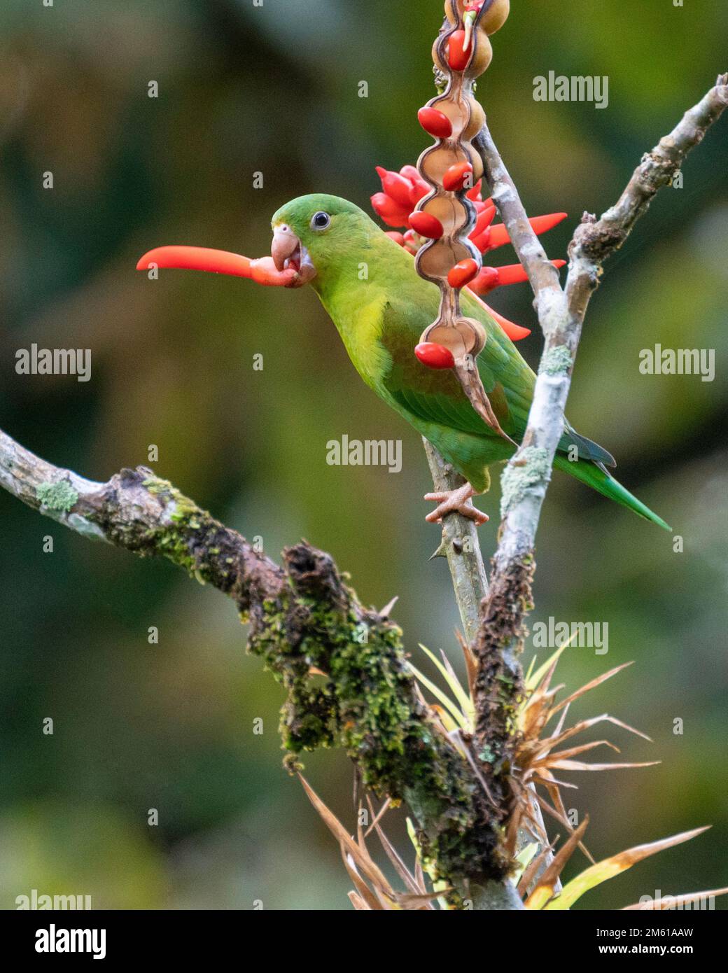 Tovi parakeet hi-res stock photography and images - Alamy