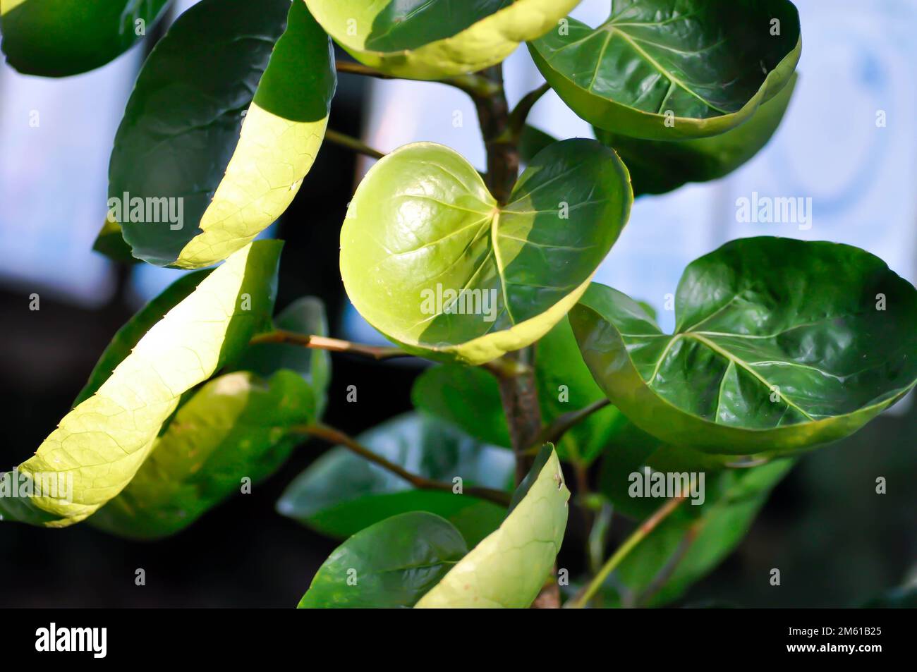 Polyscias fruticosa L Harms,Polyscias fruticosa or Araliaceae plant ...