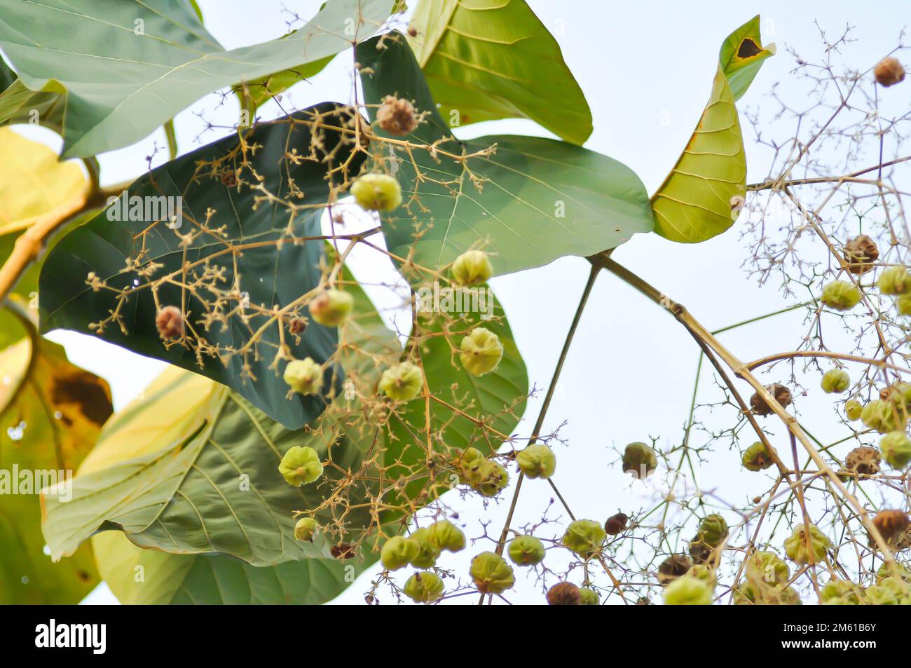 Tectona grandis flower hi-res stock photography and images - Alamy