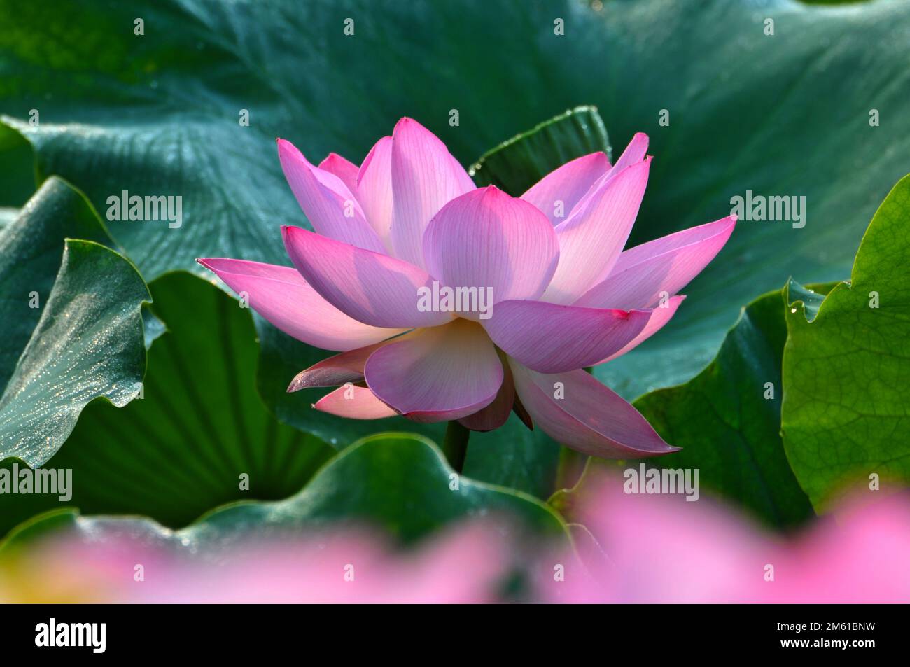 Blossoming lotus flowers Stock Photo - Alamy