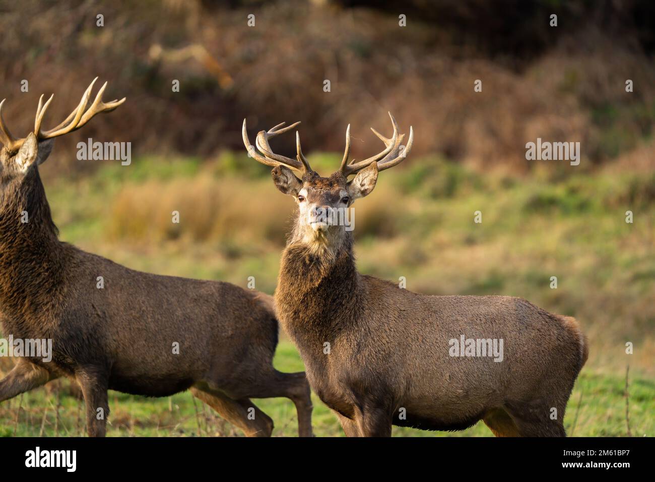 Curious Red Deer Stag looking at the camera Stock Photo - Alamy