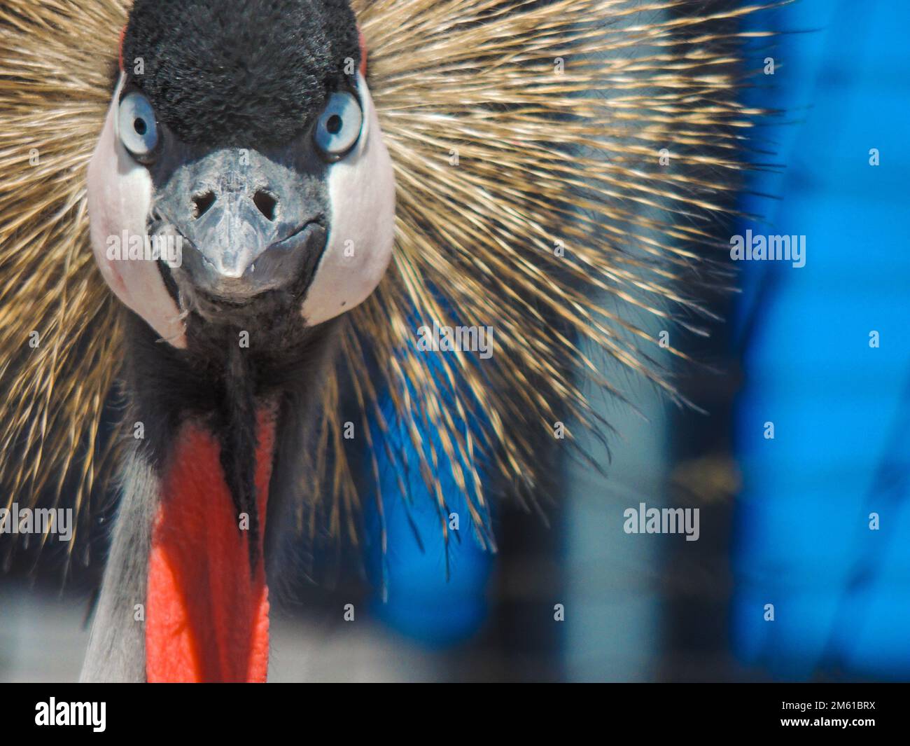 Stare down hi-res stock photography and images - Alamy