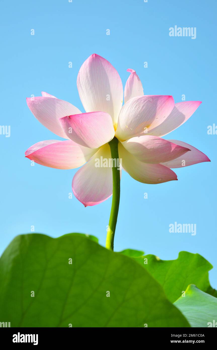Blossoming lotus flowers Stock Photo - Alamy