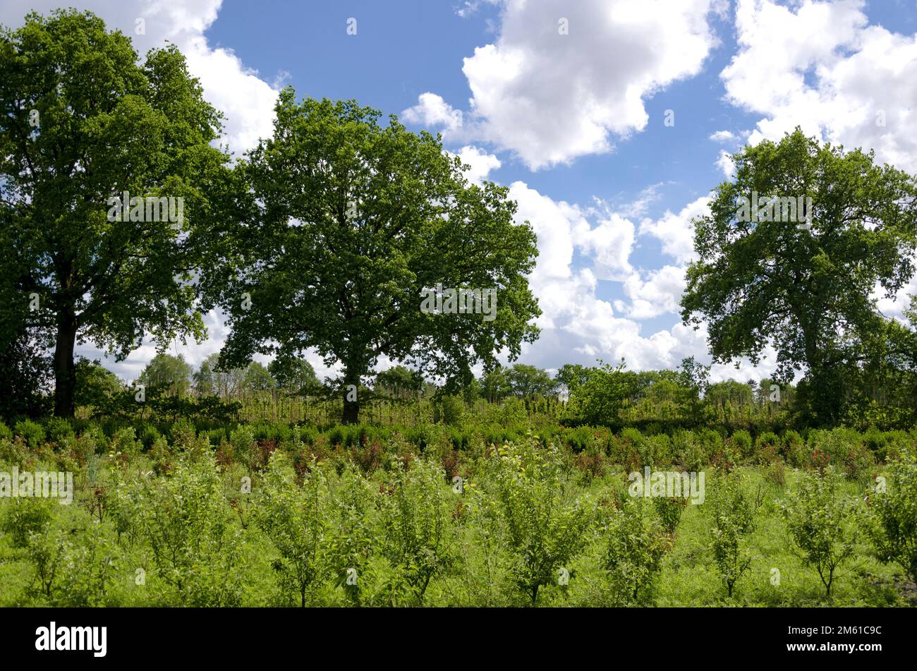 Tree plantations hi-res stock photography and images - Alamy