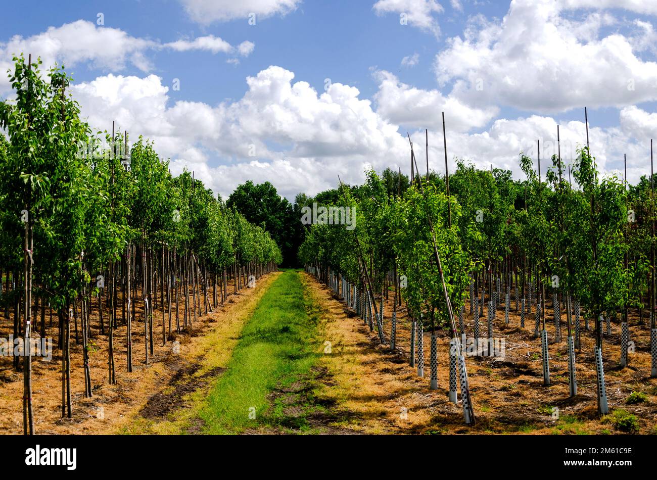 Tree plantations hi-res stock photography and images - Alamy