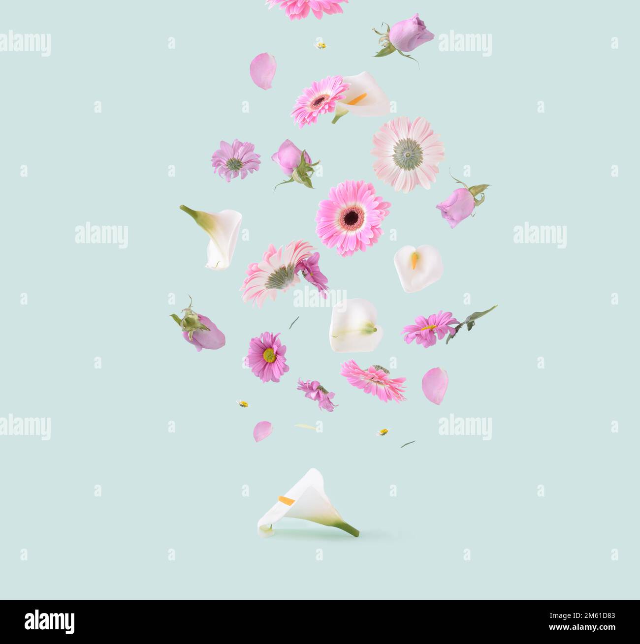 Beautiful pink, purple and white flowers on a pastel green background ...