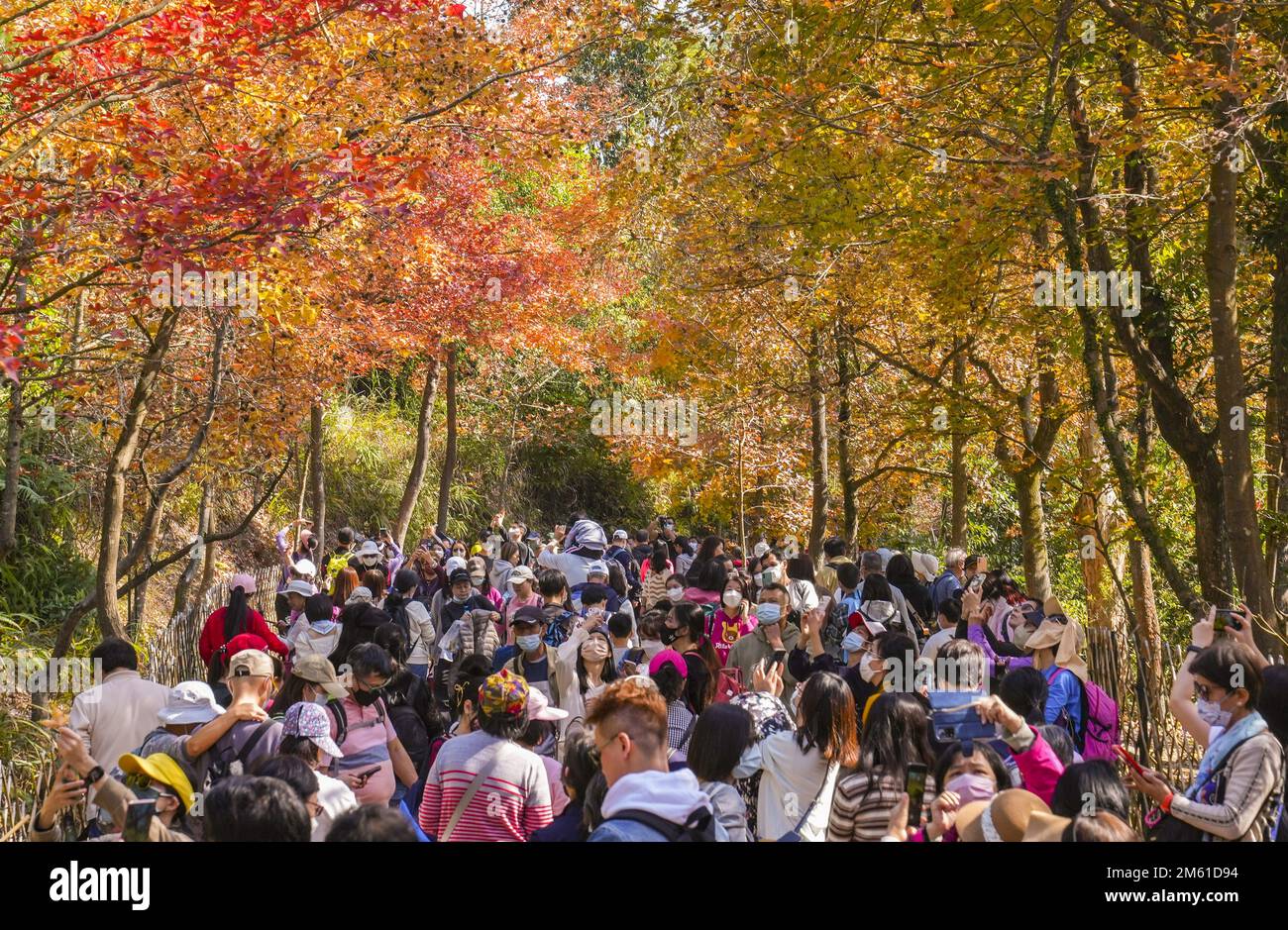 People visit Tai Tong Sweet Gum Woods at the south of Yuen Long and the ...