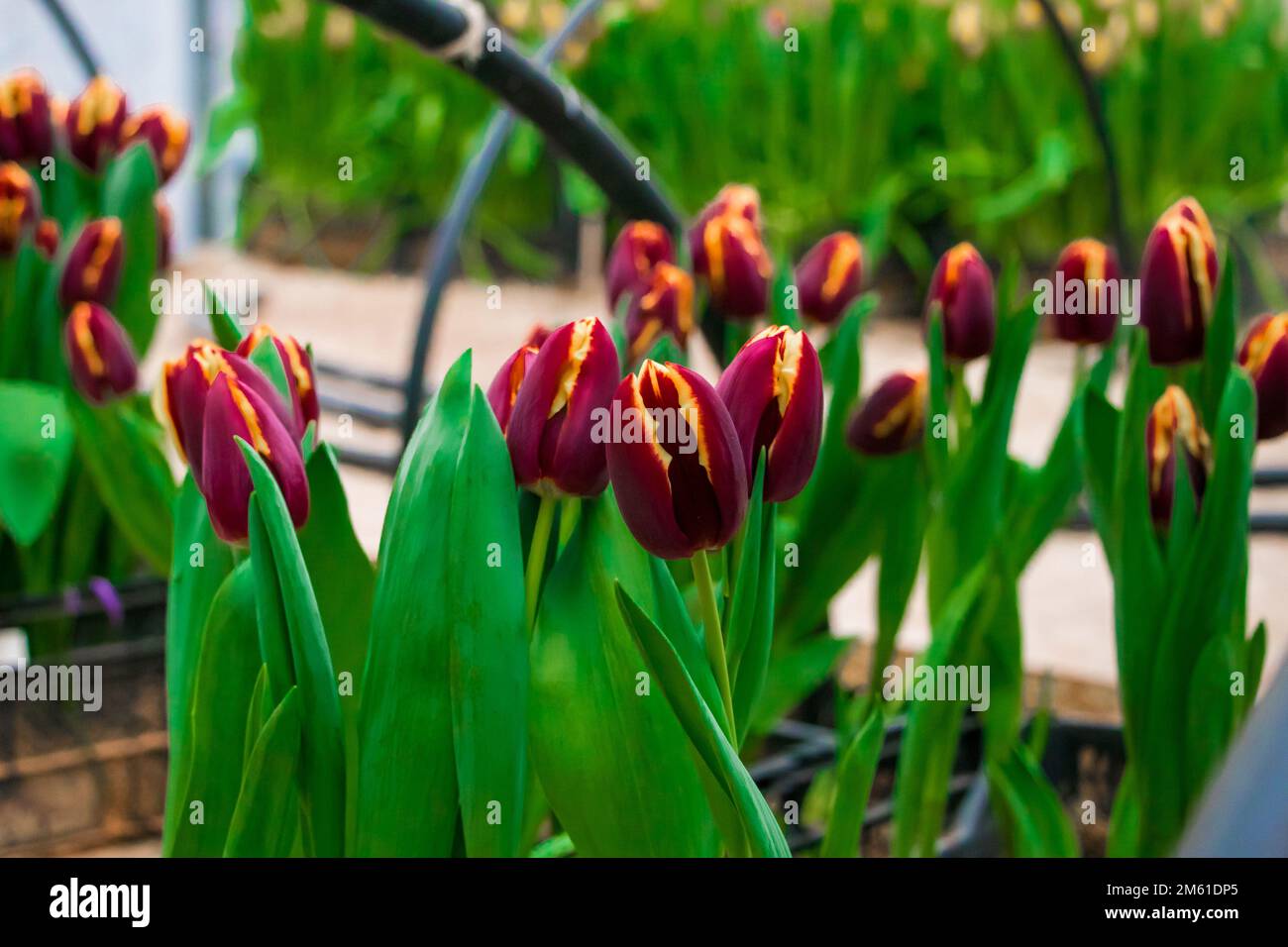 Tulip bulb production hi-res stock photography and images - Alamy